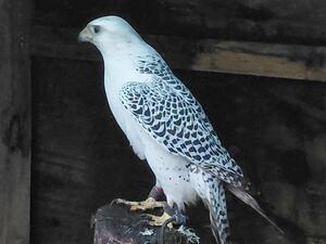 Female 7/8 Gyr X Saker Falcon | Birdtrader