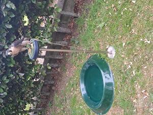 male saker falcon (IMPRINT) Derbyshire | Birdtrader