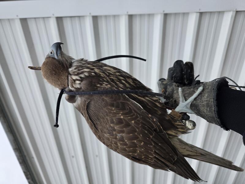 Female 7/8 Gyr X Saker Falcon | Birdtrader