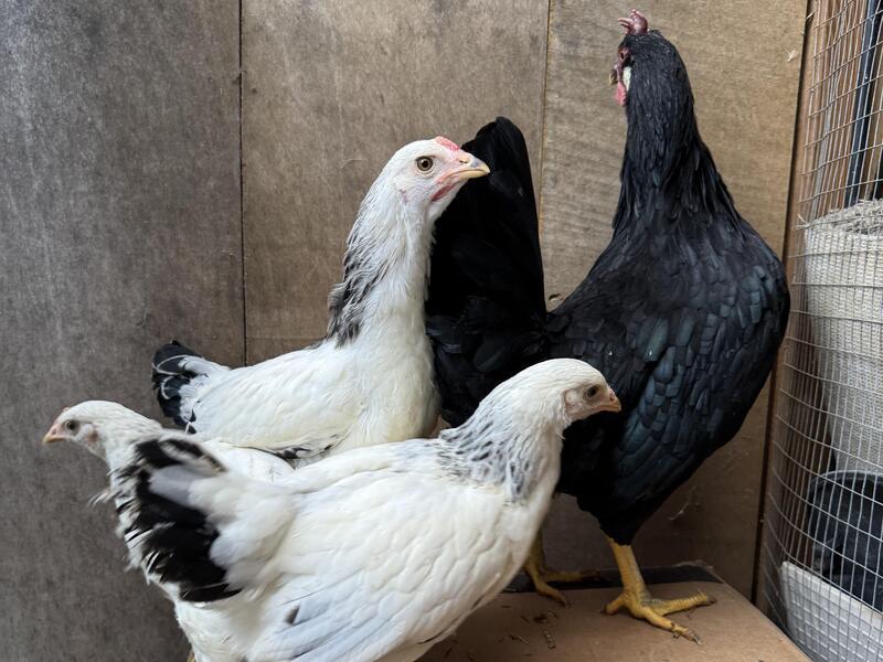 Hens for sale | Birdtrader