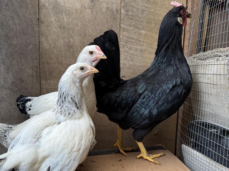 Hens for sale | Birdtrader