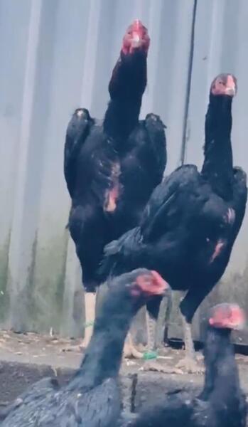 Pure black big shamo birds for sale | Birdtrader
