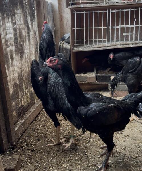 Pure black big shamo birds for sale | Birdtrader