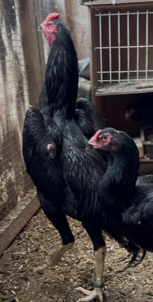 Pure black big shamo birds for sale | Birdtrader
