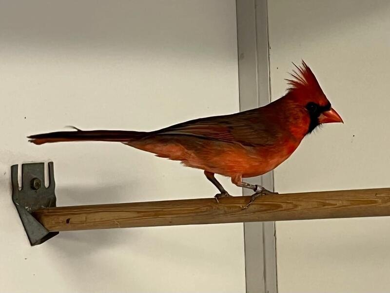 Red cardinal for sale | Birdtrader
