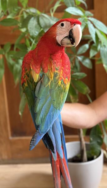 Stunning Ruby Macaw | Birdtrader