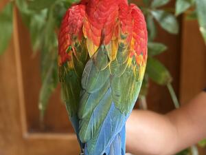 Stunning Ruby Macaw | Birdtrader
