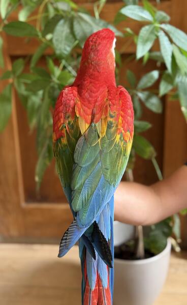 Stunning Ruby Macaw | Birdtrader