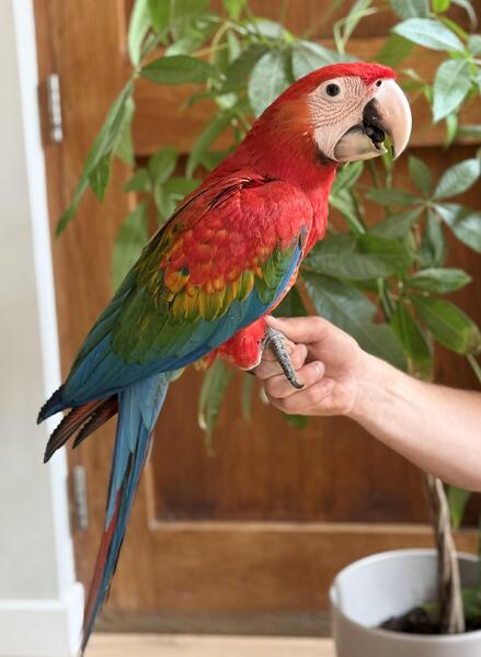 Stunning Ruby Macaw | Birdtrader