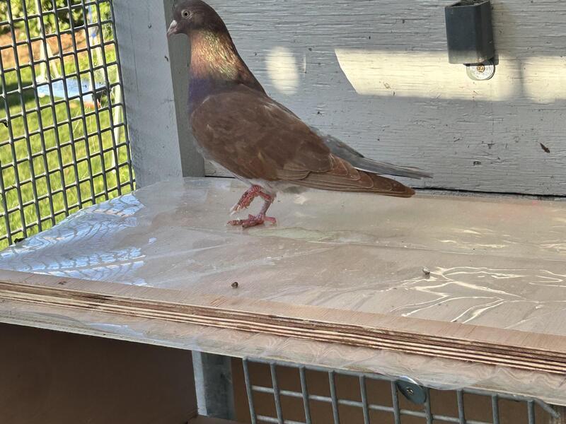Shefield red Tippler for sale | Birdtrader