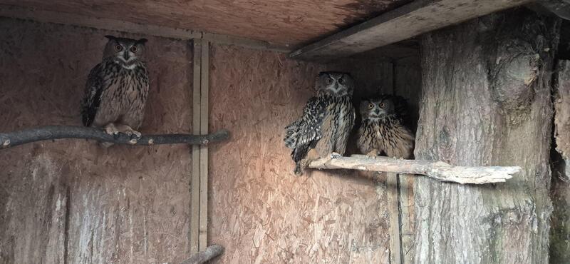 3x European Eagle Owls. Breeding pair and last years offspring | Birdtrader