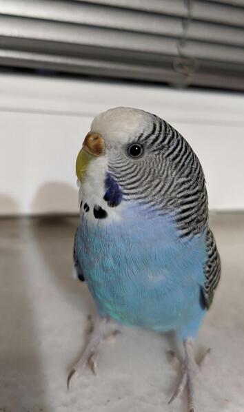 Two female very tame budgies with large cage and accessible | Birdtrader