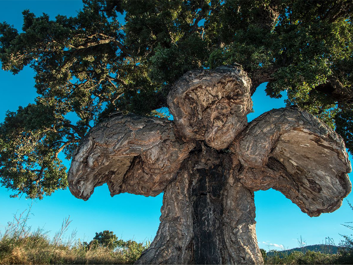 Votez pour le plus bel arbre d’Europe | EcoTree valoriser nos forets