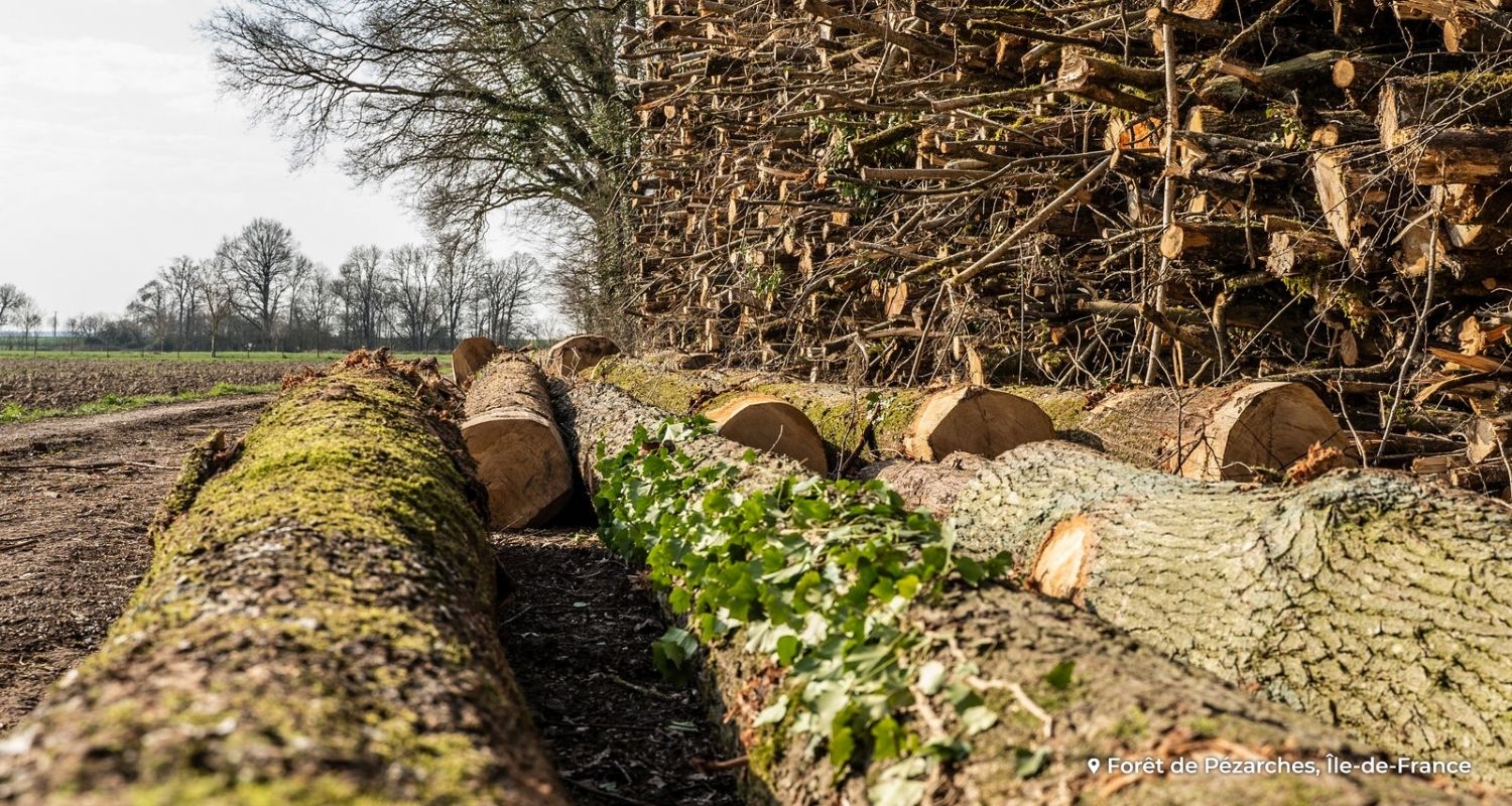 Quels sont les principes de l'exploitation forestière ? | EcoTree