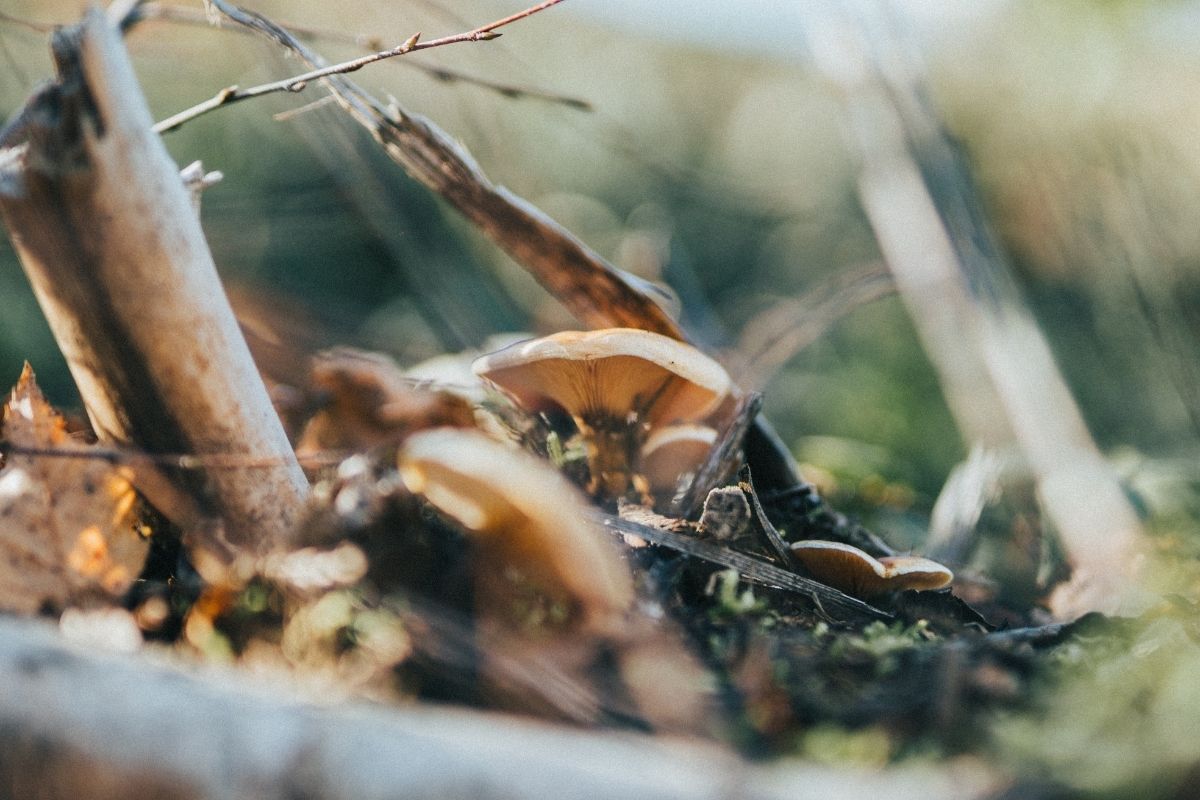 Le sol, un support vital et riche pour la forêt | EcoTree