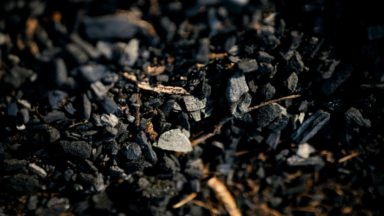 Everything you need to know about carbon credits | EcoTree