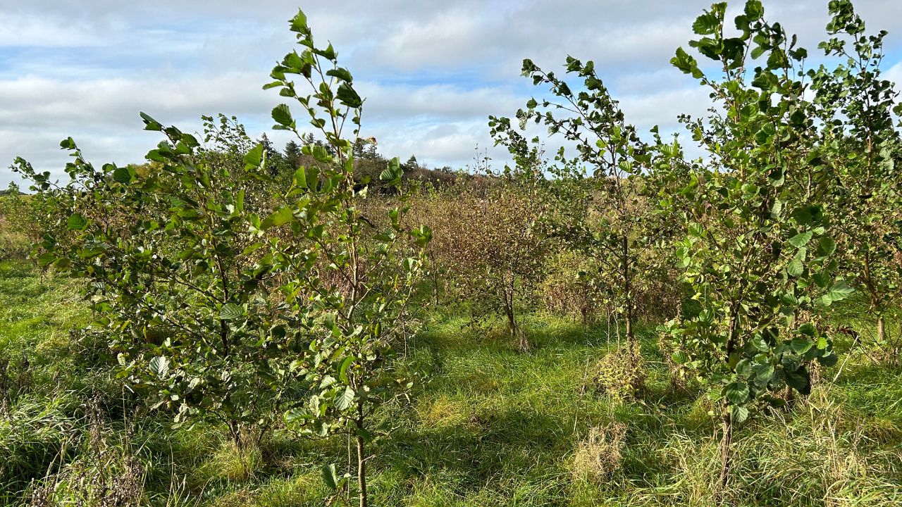 Thisted Forest Update: How Our Trees Are Thriving in Denmark’s Wild West
