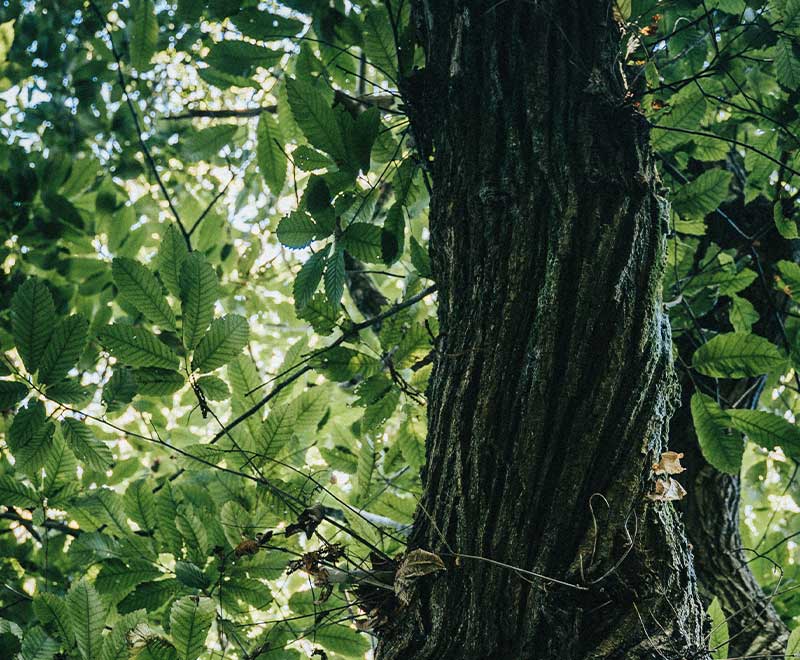 EcoTree - we plant and maintain sustainable forests for individuals and ...