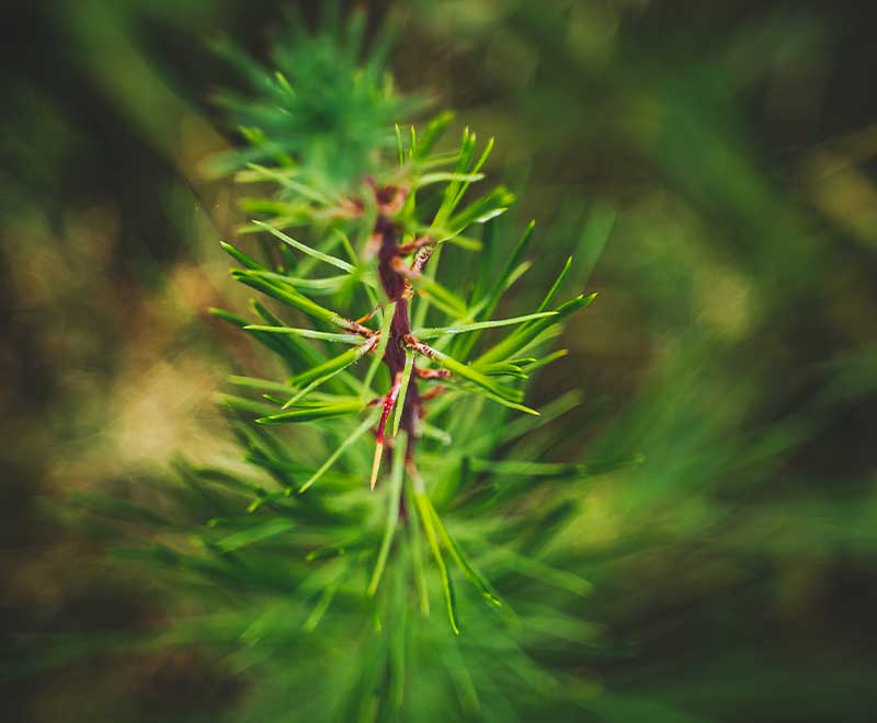 EcoTree - we plant and maintain sustainable forests for individuals and ...