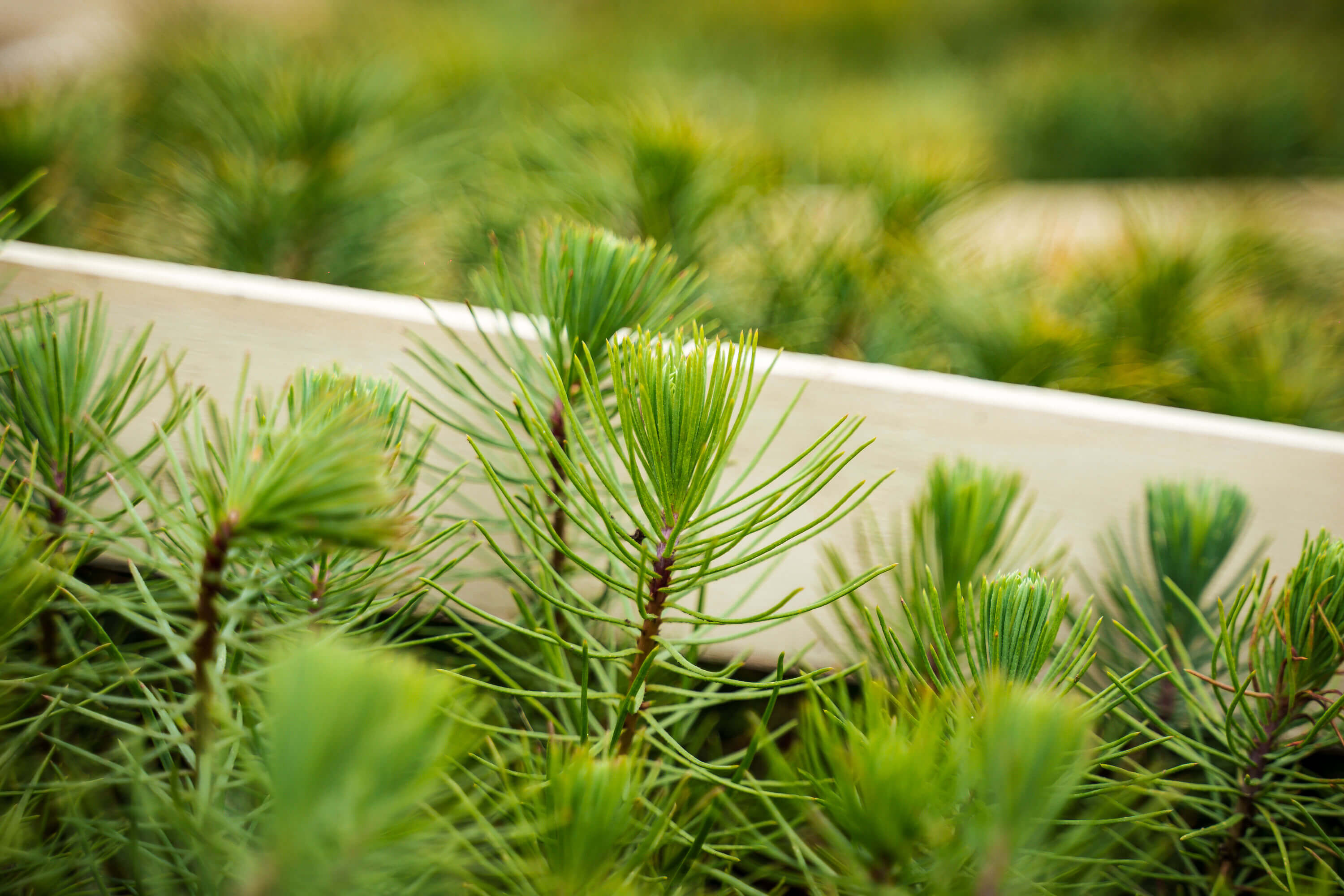 EcoTree - we plant and maintain sustainable forests for individuals and ...