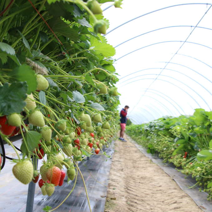 BerryWorld | Strawberries, Blueberries, Raspberries & More Berries