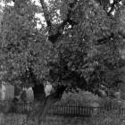 Merton Place: Lord Nelson's Villa at Merton - Merton Memories ...