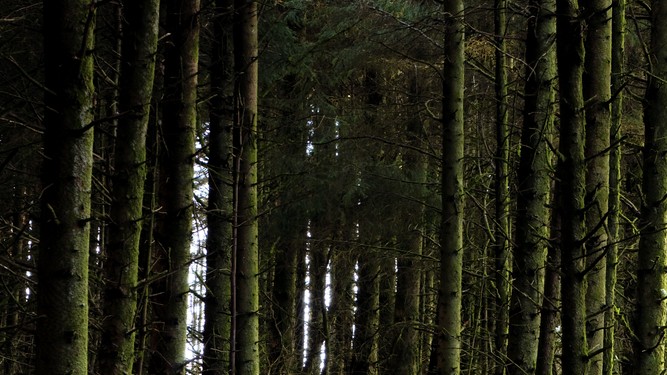 Forestry thinning 'a crop management activity - not a profit earner ...