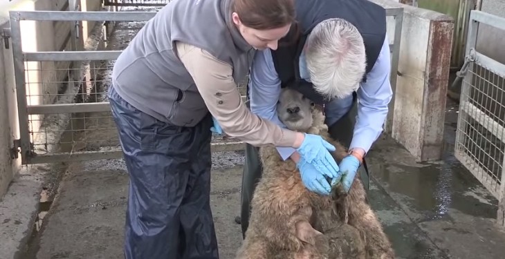 Video: How to spot and treat CODD in sheep - Agriland.co.uk