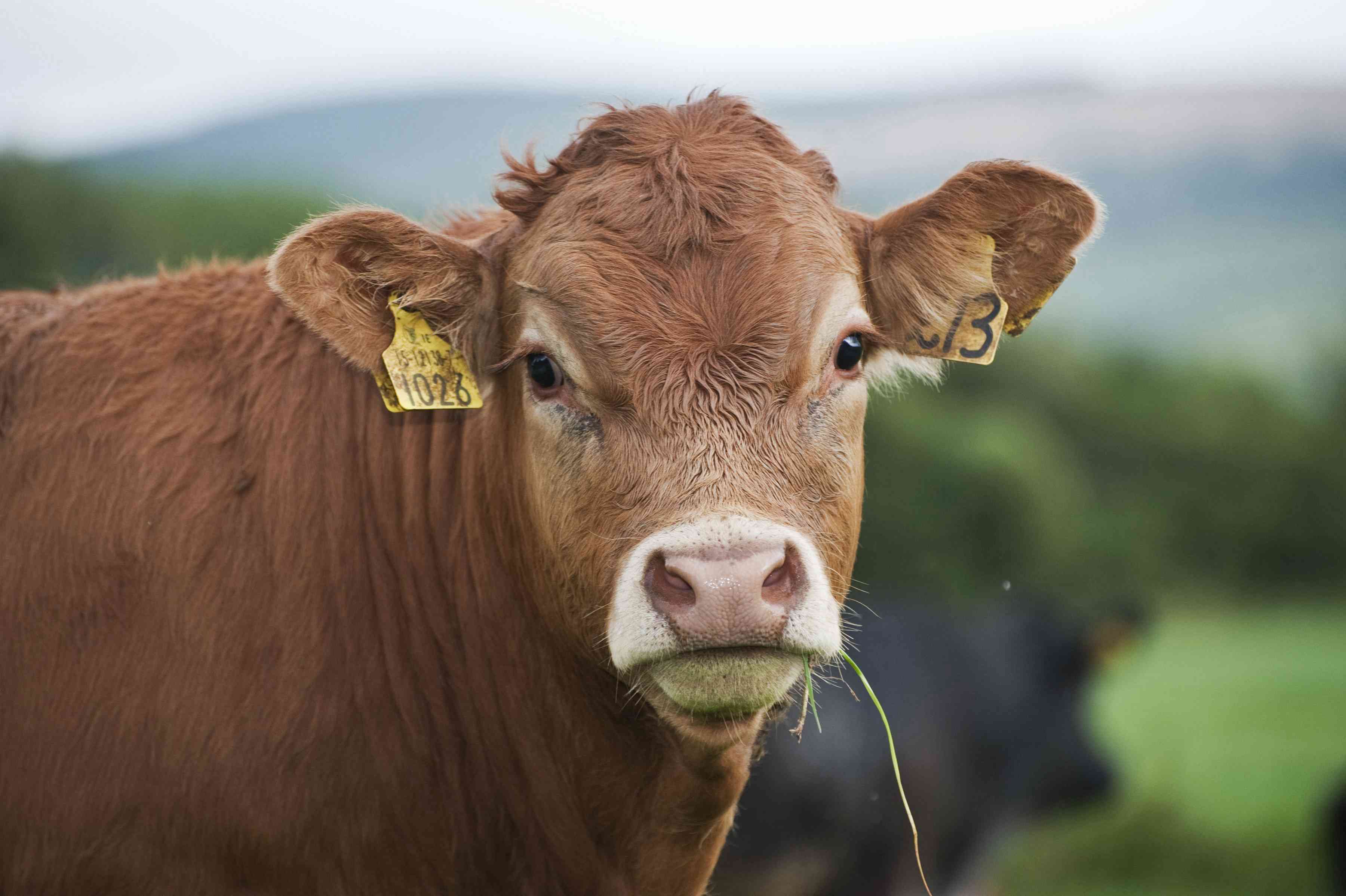 New British Limousin Cattle Society president announced - Agriland.co.uk