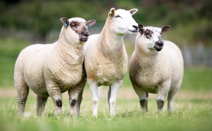 'Better utilisation of grass means better lamb growth’ - Agriland.co.uk
