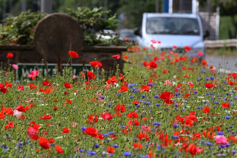 Sowing Britain’s longest meadow | Landscape & Amenity