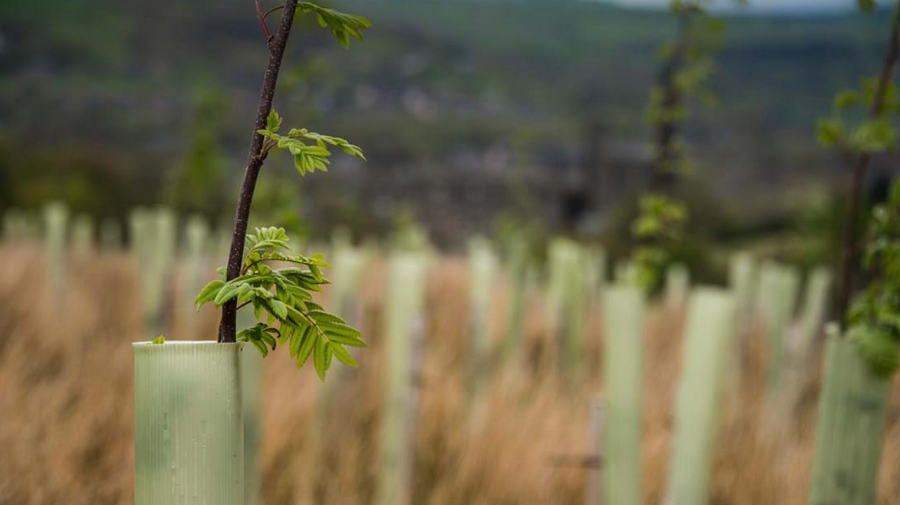 Tree planting progress ‘near glacial' as Government releases new figures | Landscape & Amenity