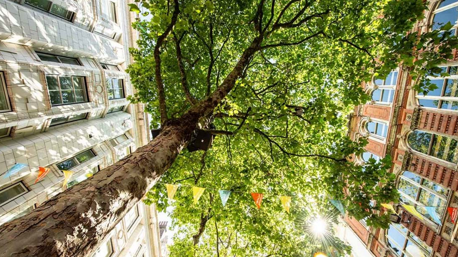 Tree equity map shows less affluent areas have less tree cover ...