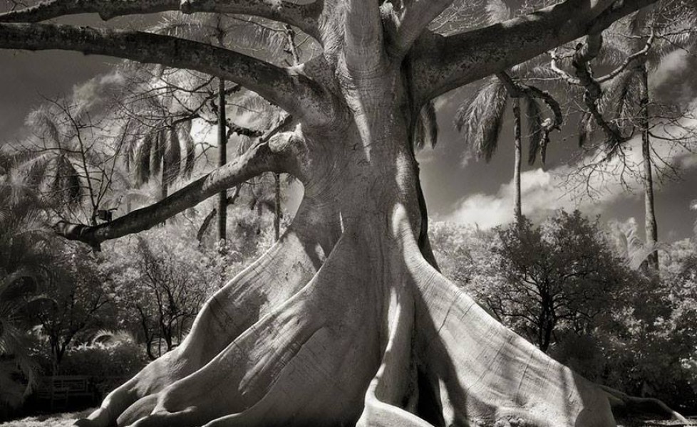 Gli alberi più vecchi del mondo | TPI Gli alberi più vecchi del mondo | TPI