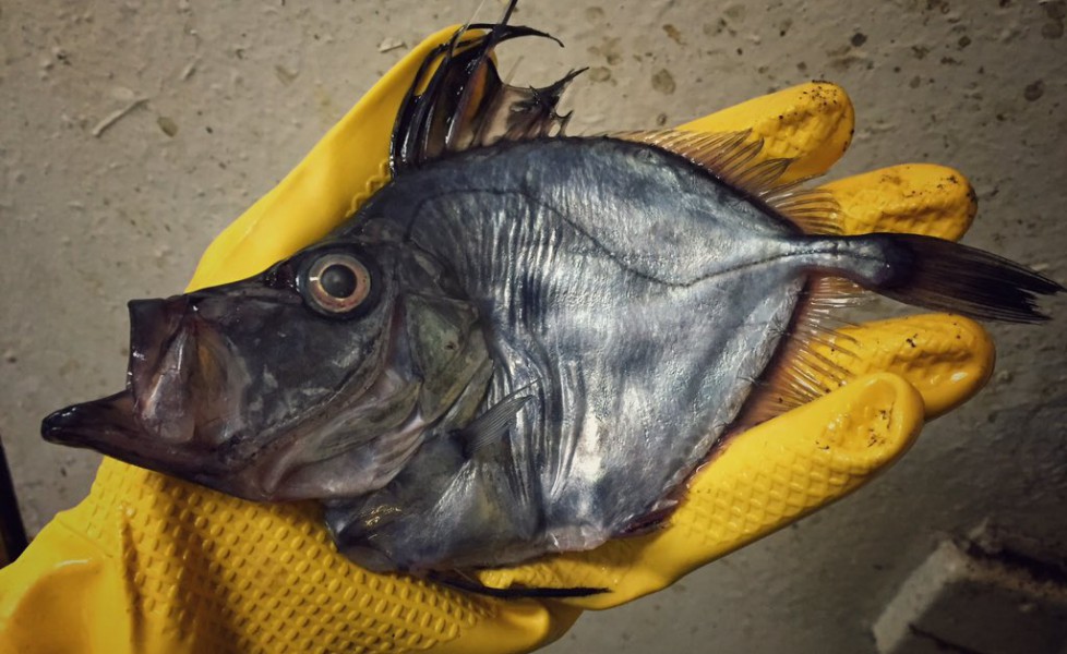 I mostruosi pesci delle profondità abissali fotografati da un pescatore ...