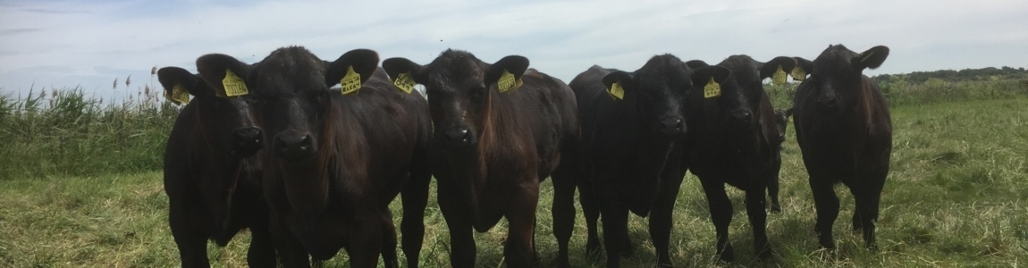 Aberdeen Angus | Wildfell Farm | Aberdeen Angus Bulls for Sale UK ...