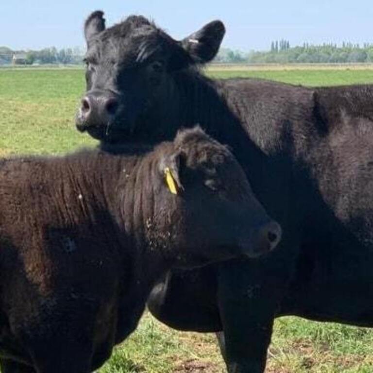 Wildfell Farm | Aberdeen Angus Bulls for Sale UK | Pedigree Aberdeen ...