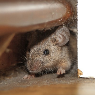 Pest Species | Common Pests we control