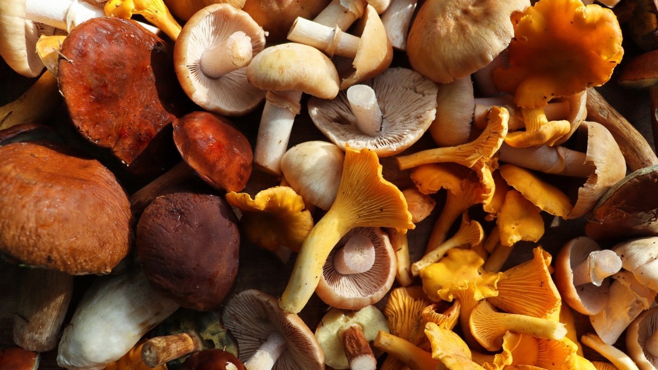 Lessons from the 'shroom boom'