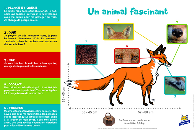 H - 6 !! Renard l'incompris - Exposition photographique