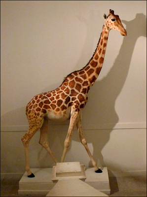 Zarafa, un périple extraordinaire - Ulule