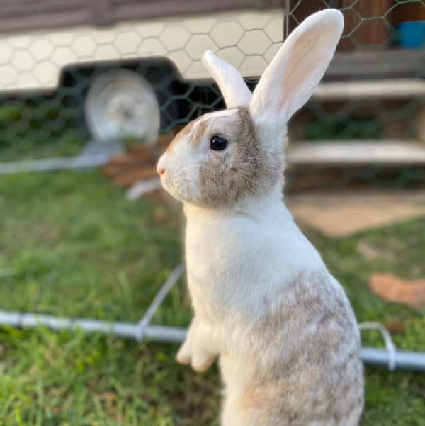 Un paradis pour lapins, construire et aménager un enclos.