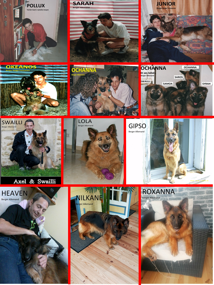 Re-sociabilisation de chiens maltraités - Ulule