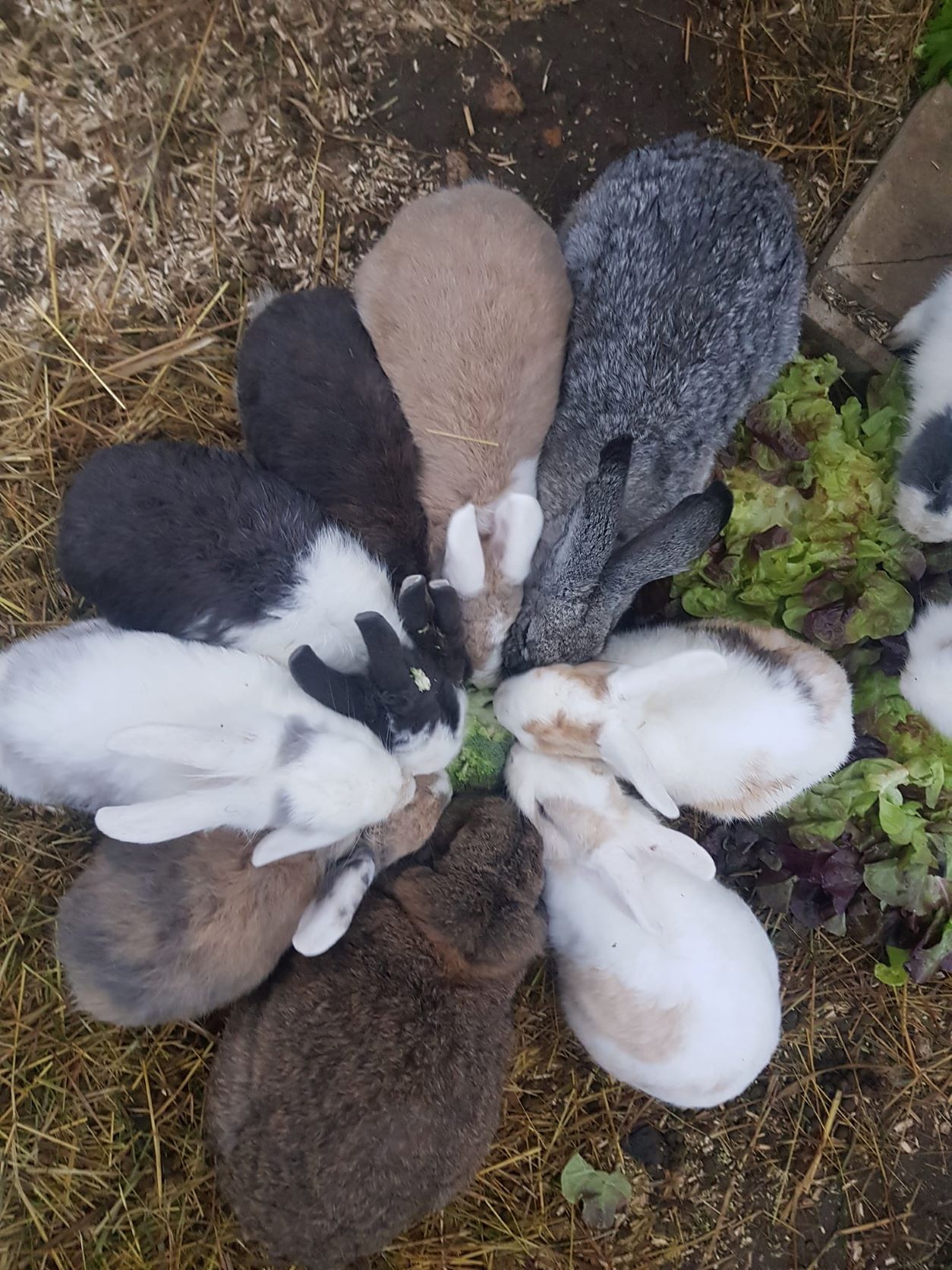 Sauvons les lapins de laboratoire ! - Ulule