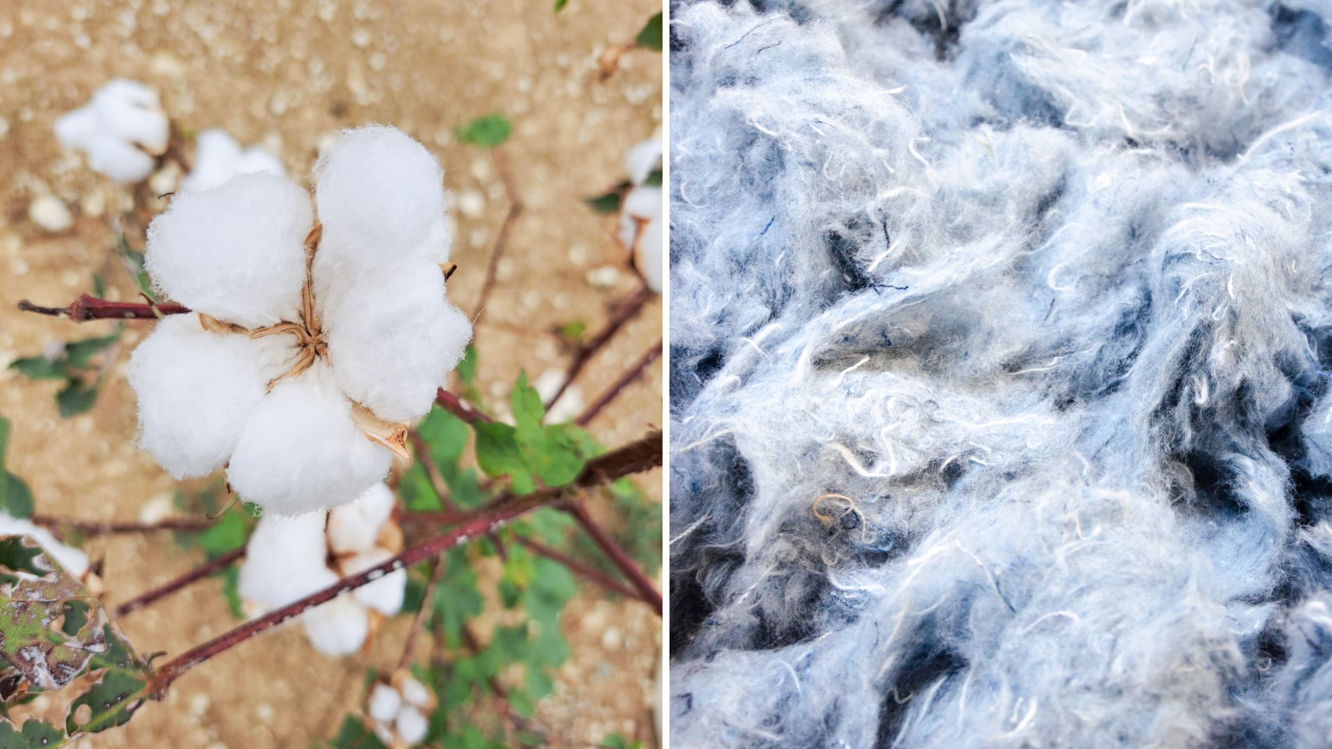 1083 : le premier jeans en coton 100 % français - Ulule