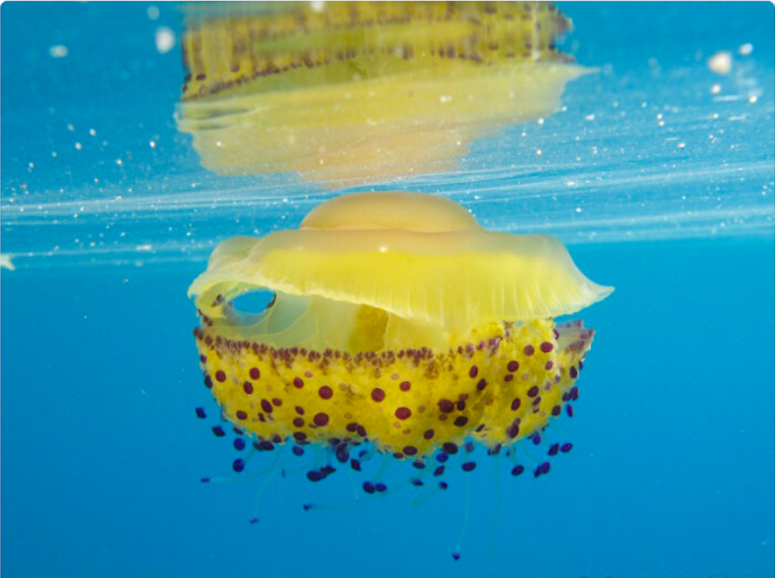 Le discours de la méduse