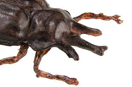 INDIANA JONES and THE TEMPLE OF DOOM (1984) - Banquet Beetle - Current ...