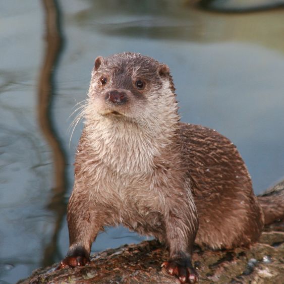 Utter på Skansen – fakta | Skansen.se