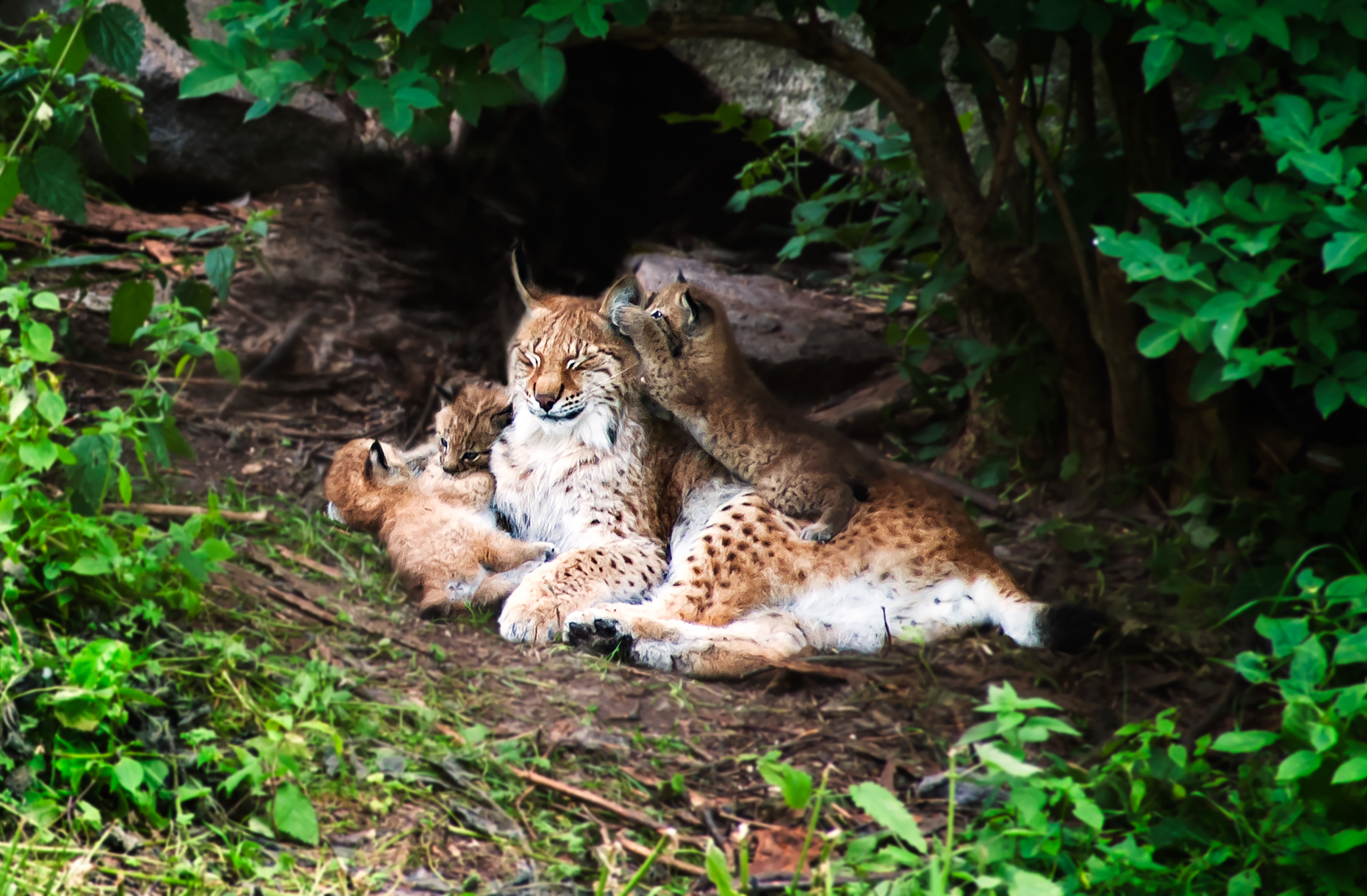 Vilda djur på Skansen | Skansen.se