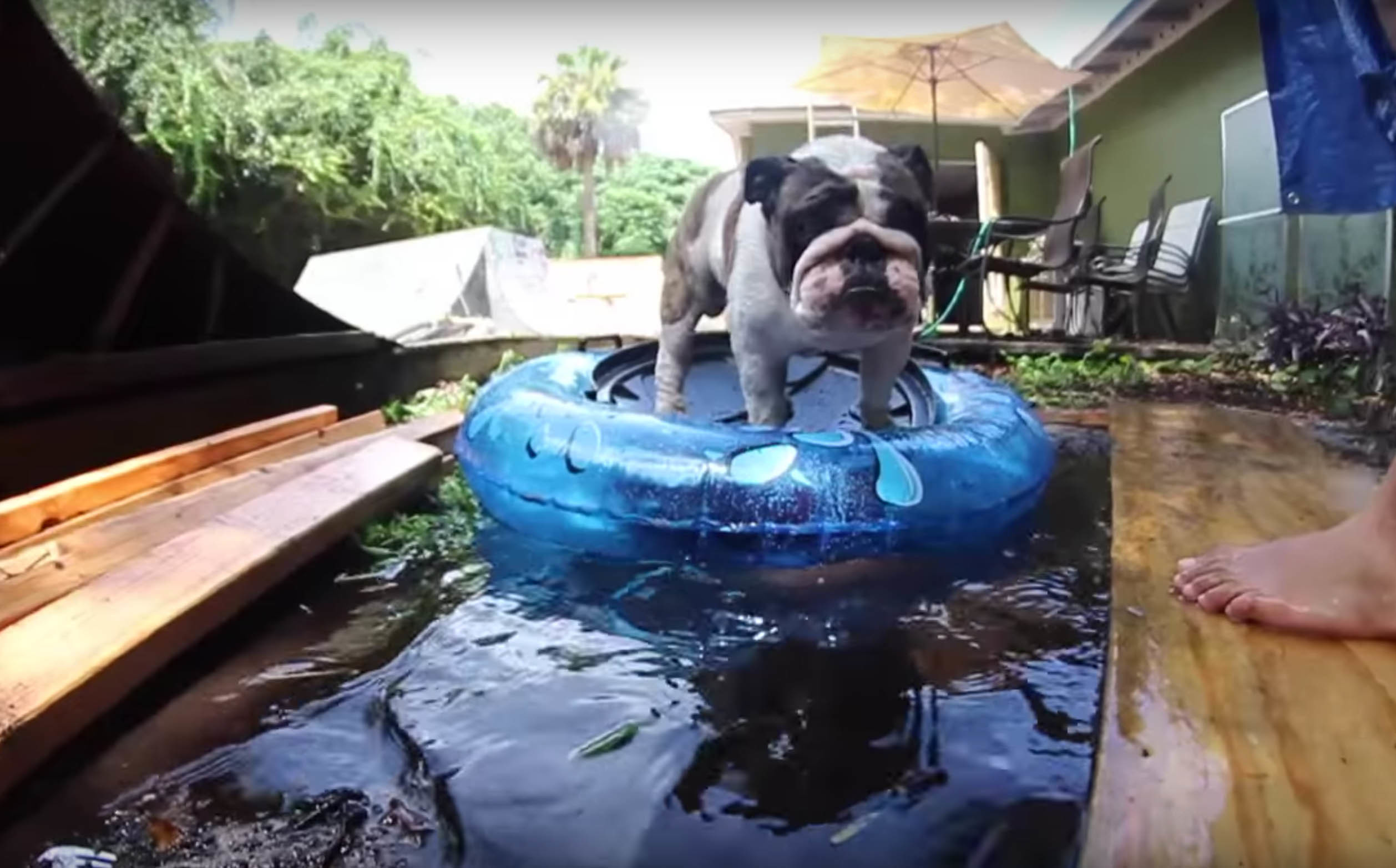 FloriDeah - Trailer Swimming Pool - DIG BMX